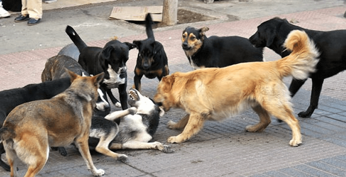Salud de Antofagasta no realizará eutanasia contra perros callejeros