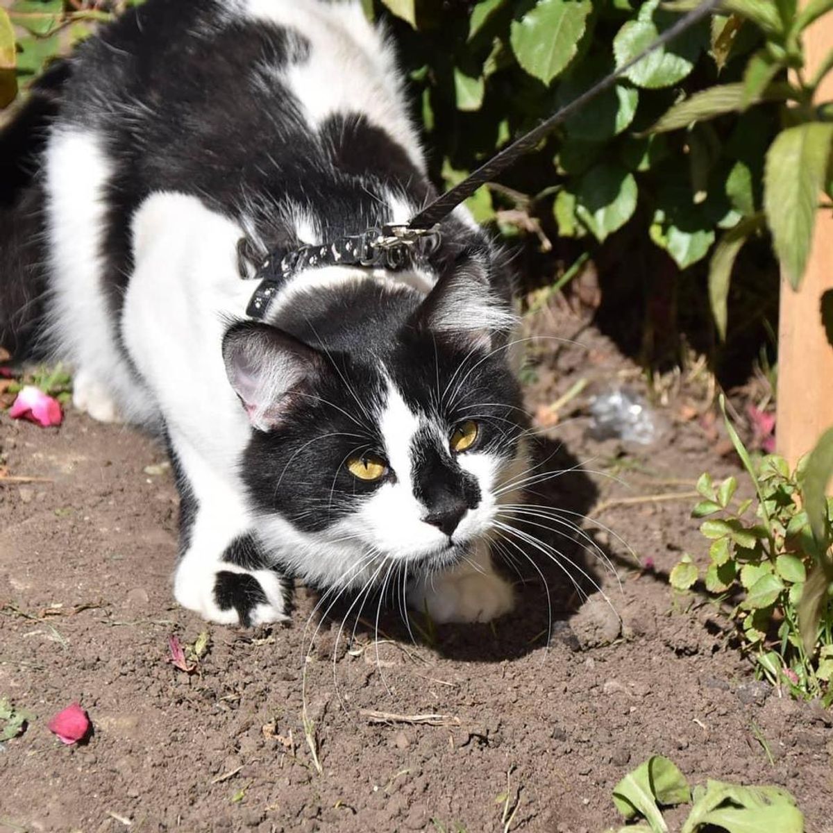 CASOS SOSPECHOSOS EN LA RM Y MAGALLANES: DETECTAN TEMIDO HONGO EN GATOS ...