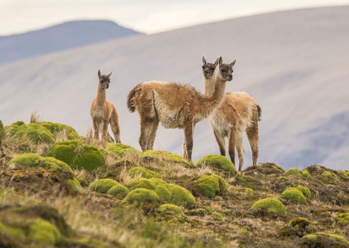 MAGALLANES CELEBRA SU PRIMER DÍA DE LA FAUNA CHILENA