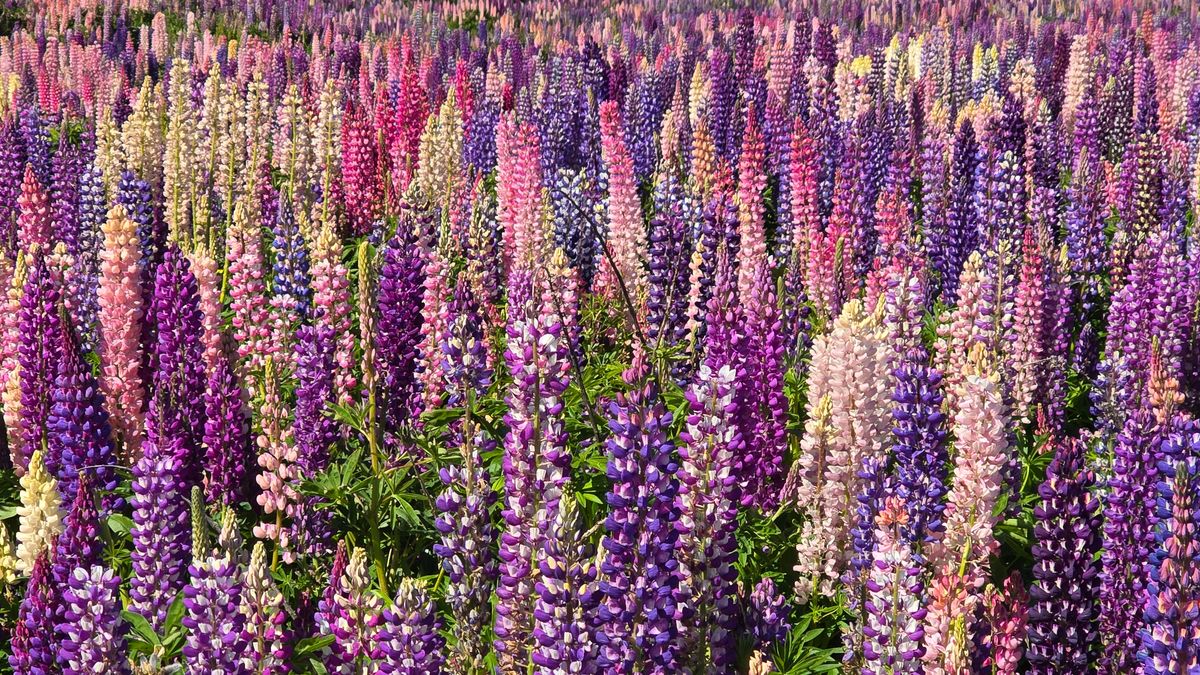 HERMOSOS, PERO INVASIVOS: LOS LUPINOS QUE FLORECEN EN MAGALLANES NO SON ...