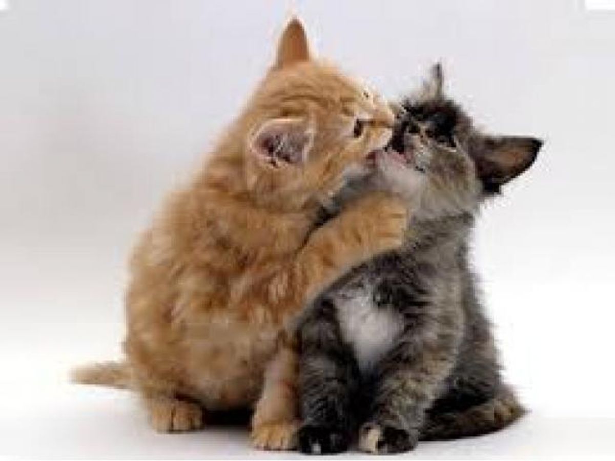 HOY ES EL DÍA INTERNACIONAL DEL GATO