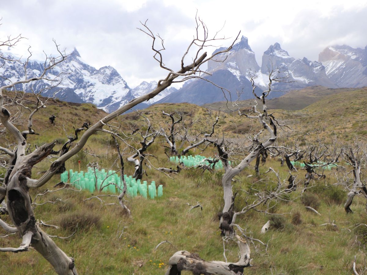 CON PLANTACIÓN DE 20 MIL LENGAS EN EL PARQUE NACIONAL TORRES DEL PAINE ...