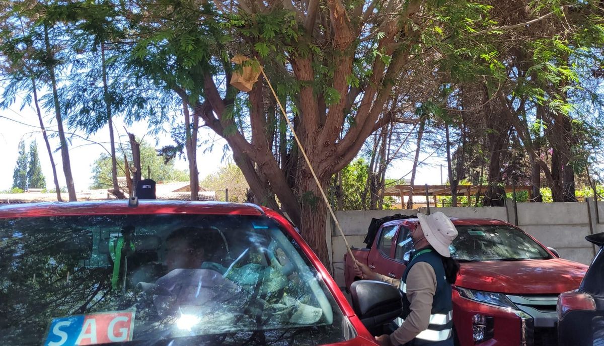 Vallenar: Municipalidad de Vallenar y SAG llaman a la comunidad a ...